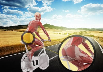 Muscle Groups Targeted While Cycling - Building Muscle While Riding